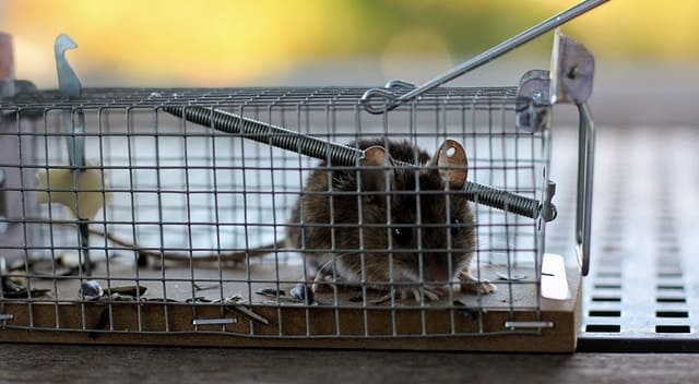 Trappole per topi e per altri animali da giardino - La Prima Pagina